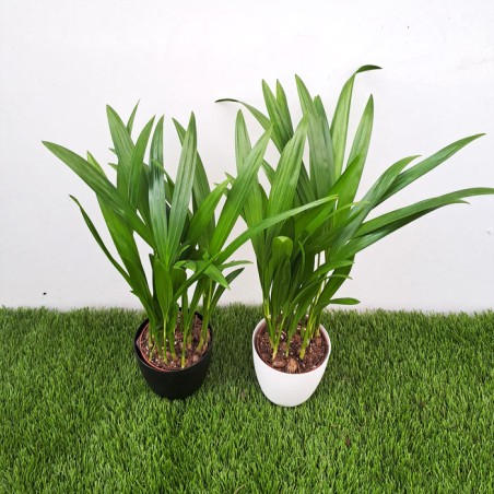 areca lutescens | dypsis lutescens | palmera de interior| palmera econ