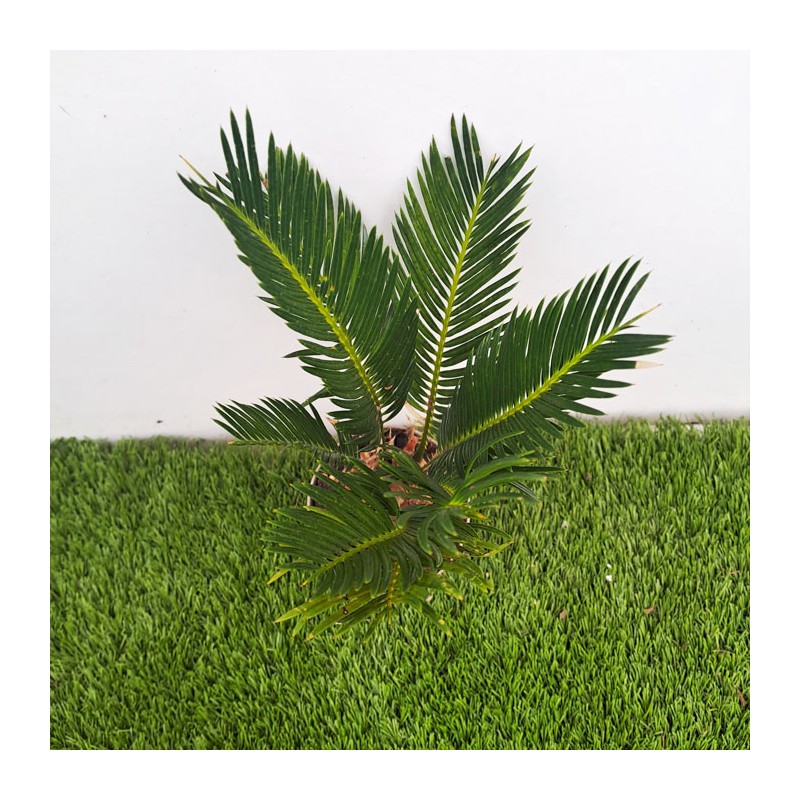 cyca revoluta|palmera enana|palmera china|comprar cycas|comprar palmera