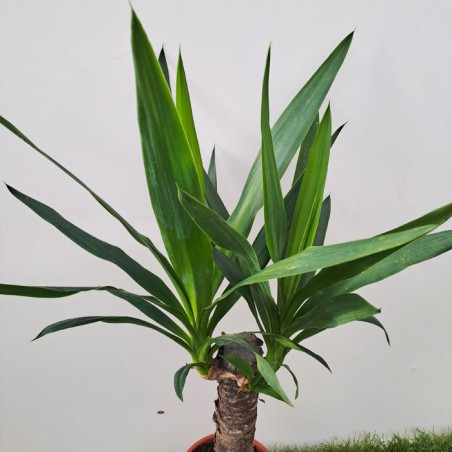 Yucca elegans| planta resistente| pata de elefante| palmeras| yuca|