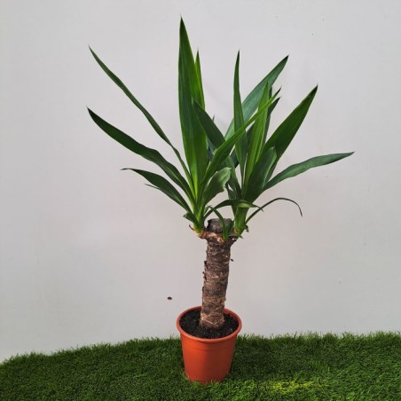 Yucca elegans| planta resistente| pata de elefante| palmeras| yuca|