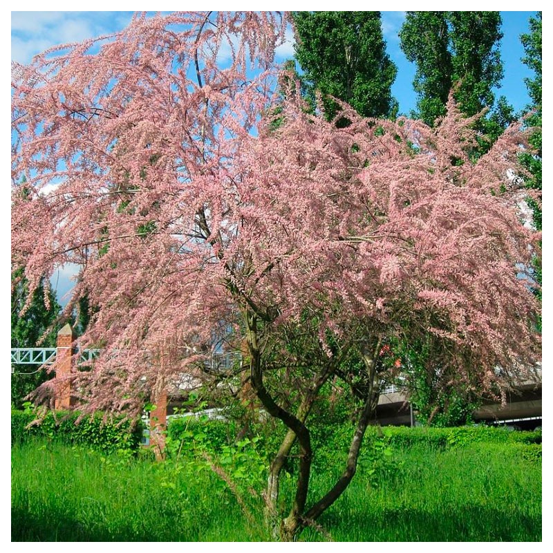 tamarix gallica | tamarindo | comprar árboles | comprar plantas