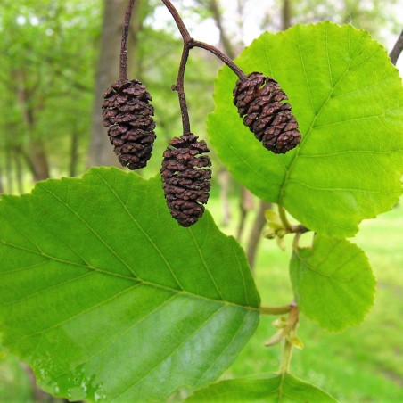 Alnus glutinosa | Comprar Aliso común | Árbol resistente