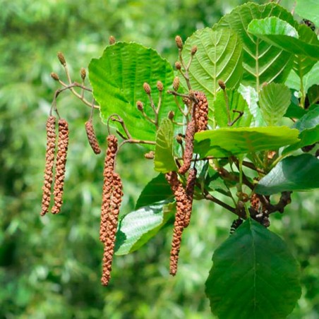 Alnus glutinosa | Comprar Aliso común | Árbol resistente