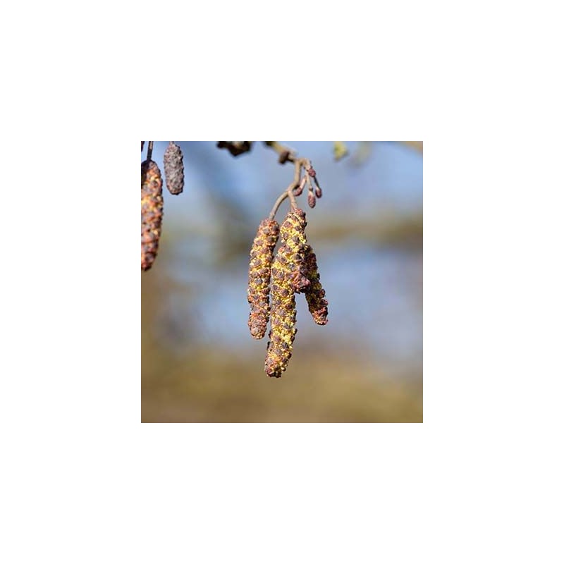 Alnus glutinosa | Comprar Aliso común | Árbol resistente