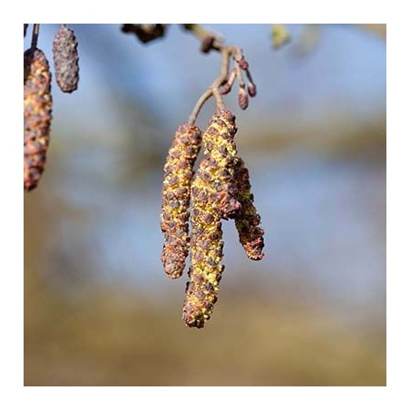 Alnus glutinosa | Comprar Aliso común | Árbol resistente
