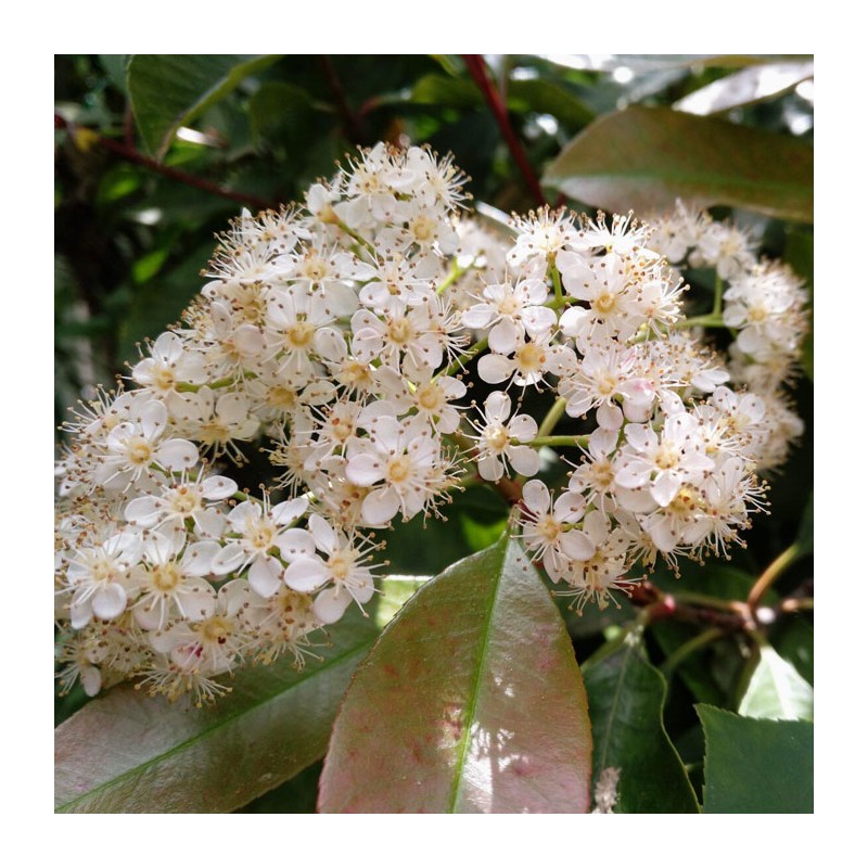 Photinia red robin|arbustos rojos|arbustos resistentes|fortinia|