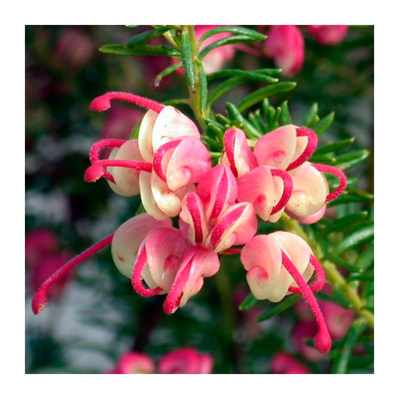 Grevillea Lamigera Mount Tamboritha