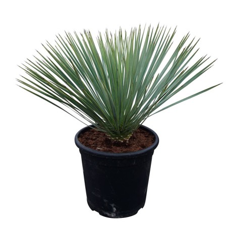 Yucca rostata|yucca|compra yucca rostata|compra plantas|jardineria|