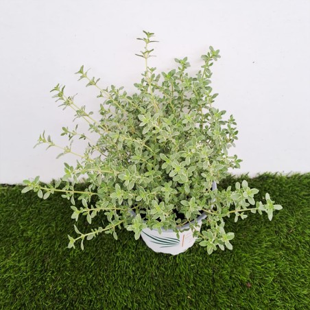 tomillo blanco|Thymus cytridora|timo||comprar tomillo|planta culinaria