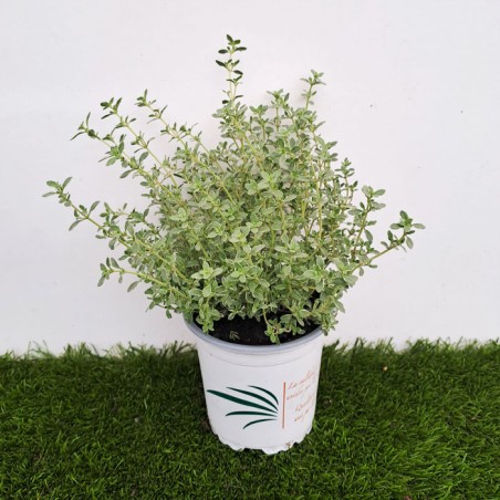 tomillo blanco|Thymus cytridora|timo||comprar tomillo|planta culinaria