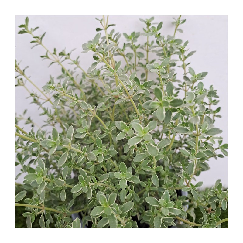 tomillo blanco|Thymus cytridora|timo||comprar tomillo|planta culinaria