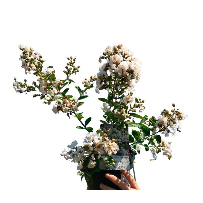 Árbol de júpiter | lagestroemia indica | comprar arbol de jupiter