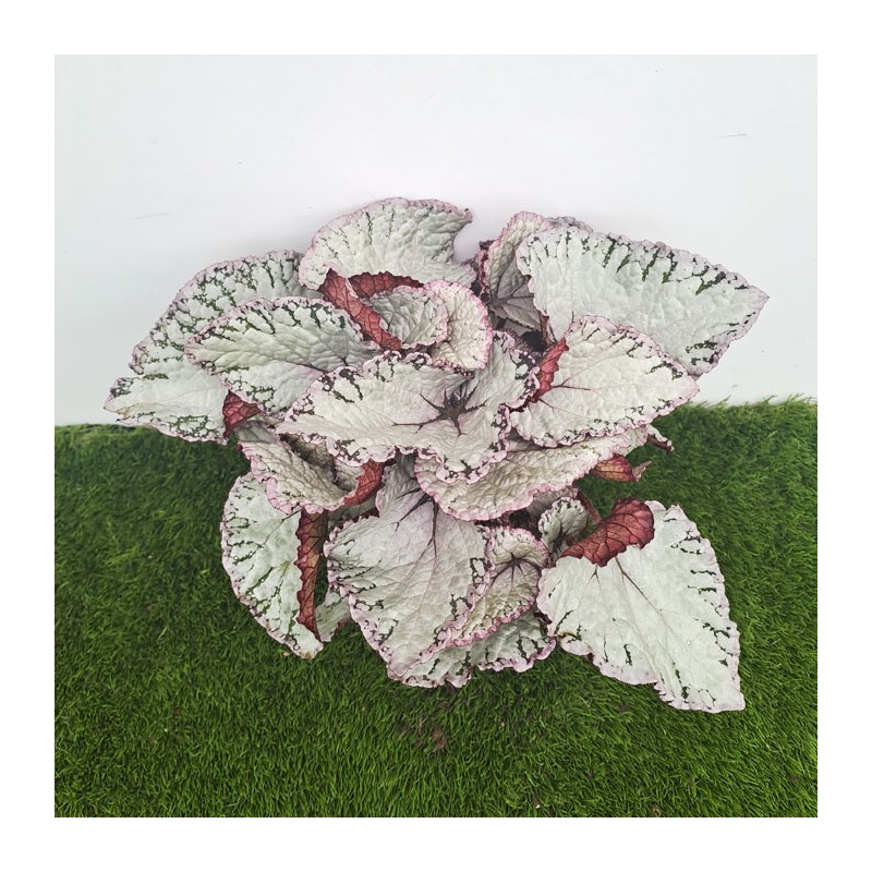 Begonia black jungle| comprar begonias | plantas de interior | viveros ...