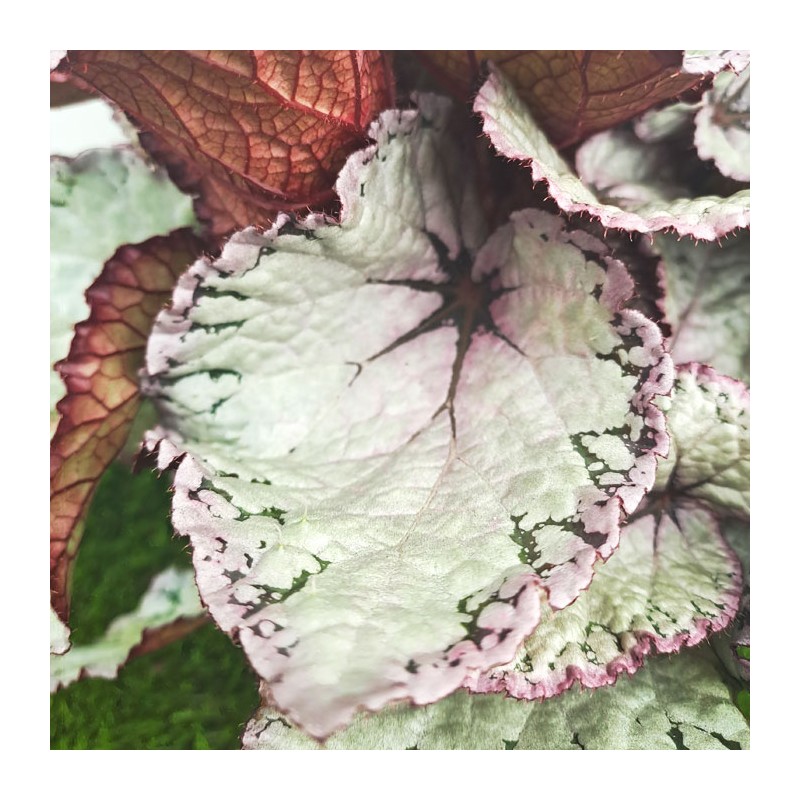 Begonia black jungle| comprar begonias | plantas de interior | viveros ...