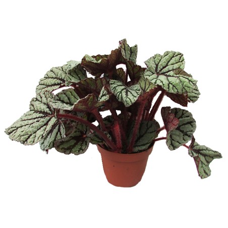 Begonia rex | comprar begonias | plantas de interior | viveros Valencia