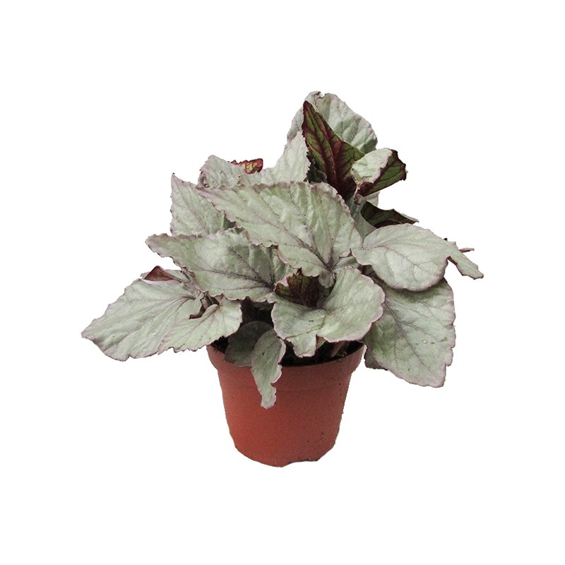 Begonia rex | comprar begonias | plantas de interior | viveros Valencia