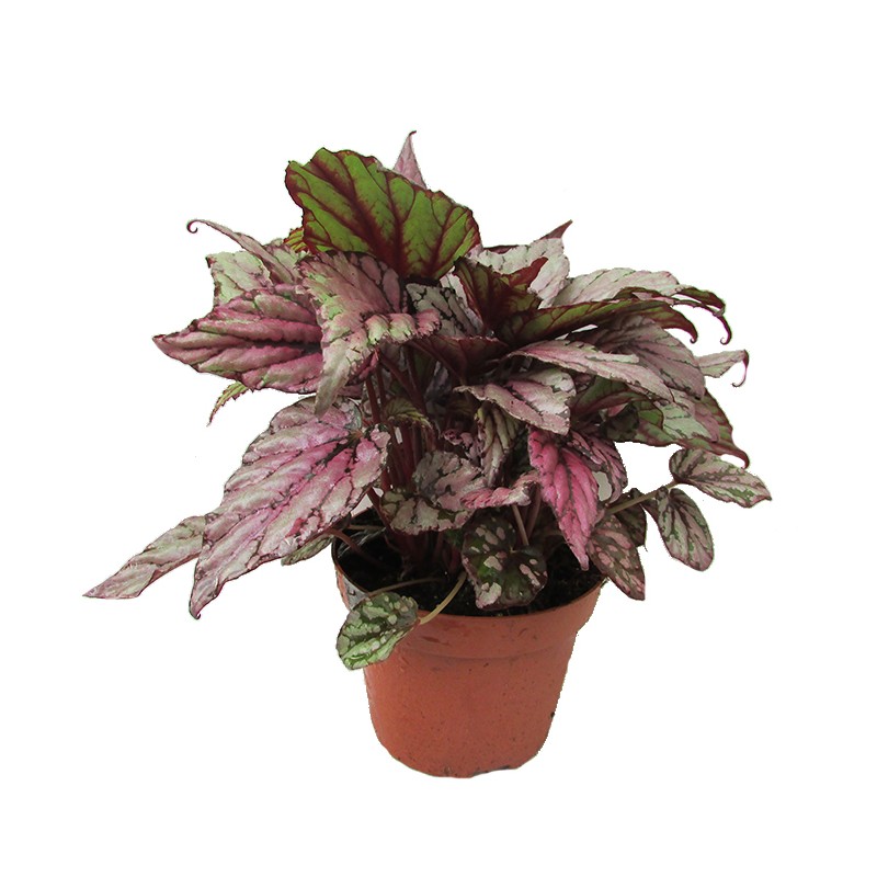 Begonia rex | comprar begonias | plantas de interior | viveros Valencia