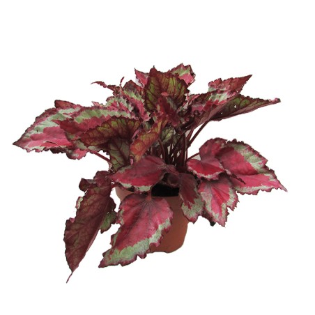 Begonia rex | comprar begonias | plantas de interior | viveros Valencia