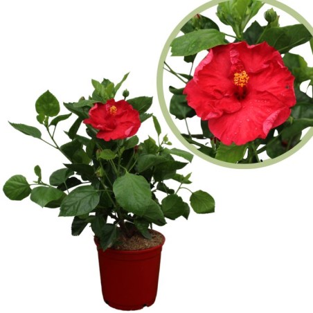 Hibiscus rosa-sinensis | Flor del dia | comprar hibiscus | compar arbustos