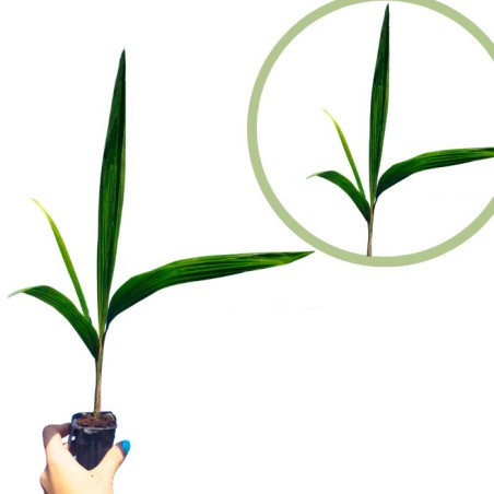 arecastrum romanzoffianum| syagrus romanzoffiana|coco plumoso|cocotero