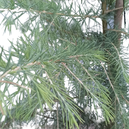 Cedro Deodara | Comprar Cedro del Himalaya | Árbol majestuoso para ...