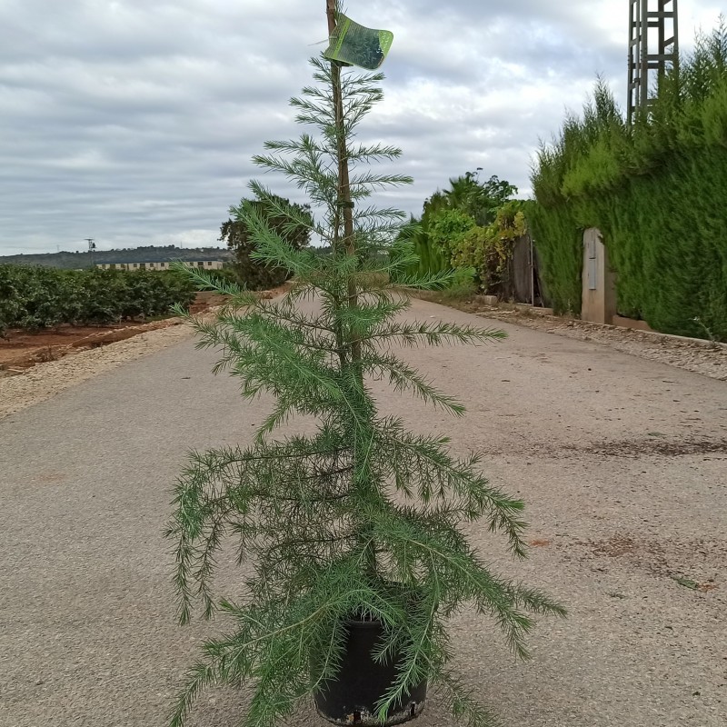 Cedro Deodara | Comprar Cedro del Himalaya | Árbol majestuoso para ...