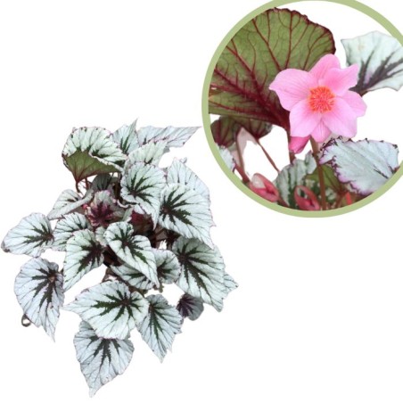 Begonia rex | comprar begonias | plantas de interior | viveros Valencia