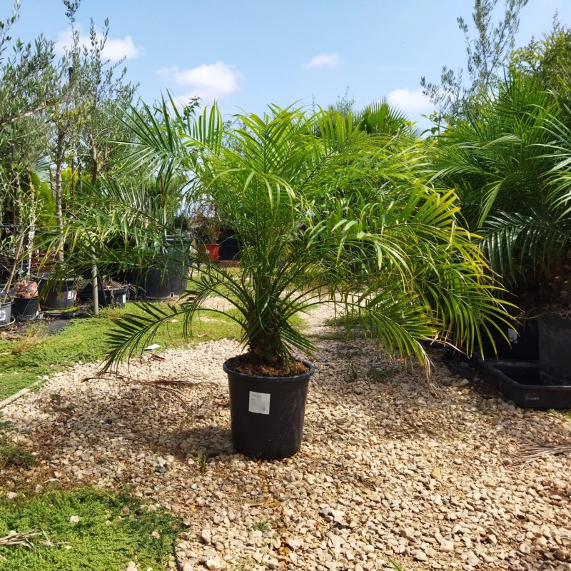 Phoenix roebelenii | palmera enana | palmera robellini | comprar robellini