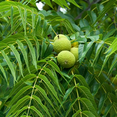 Nogal negro | junglans nigra | compra nogal | comprar arboles grandes