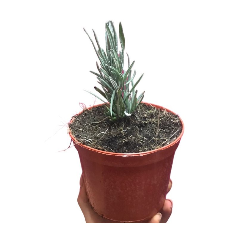 Lavanda officinalis |lavandula officinalis | lavanda angustifolia