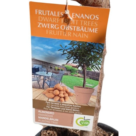 Almendro enano| almendro enano | almendro terraza | comprar almendro
