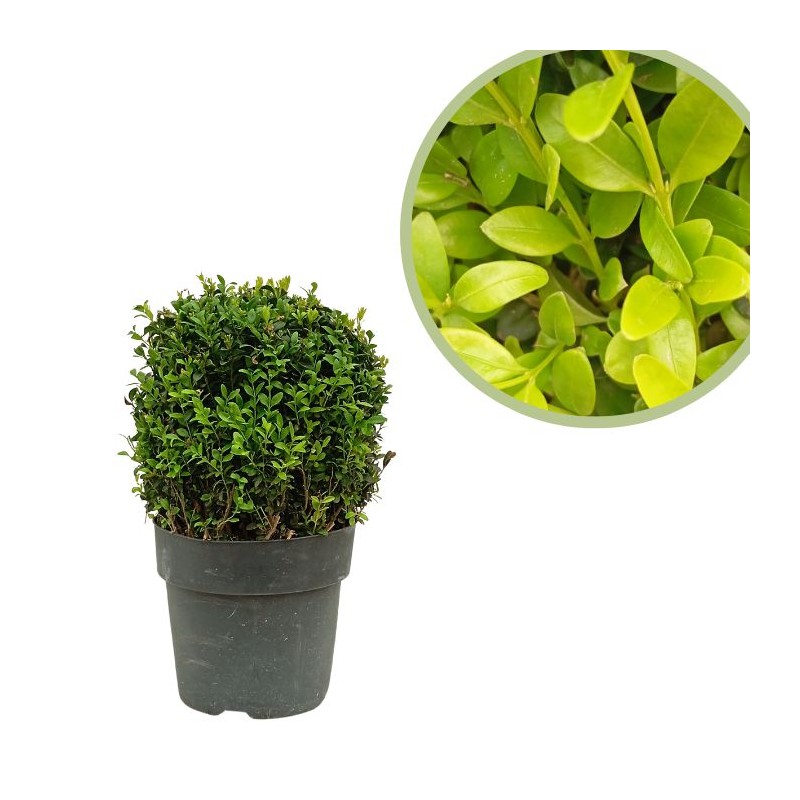 Boj sempervirens|buxus sempervirens|arbustos de bola|compra boj|buxus|