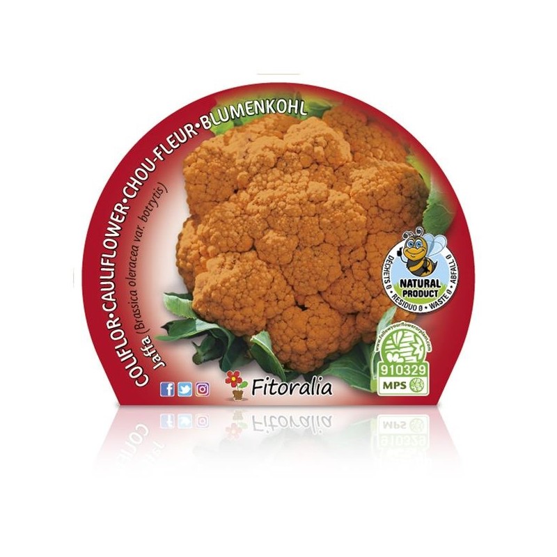 Coliflor naranja .| comprar coliflor naranja | coliflor jaffa