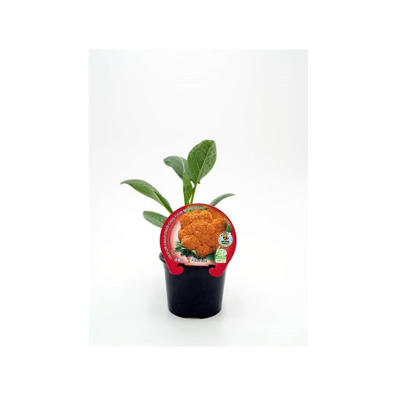 Coliflor naranja .| comprar coliflor naranja | coliflor jaffa