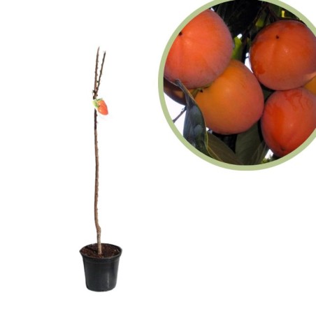 kaki rojo brillante | caqui persimon | kaki persimon | comprar persimon