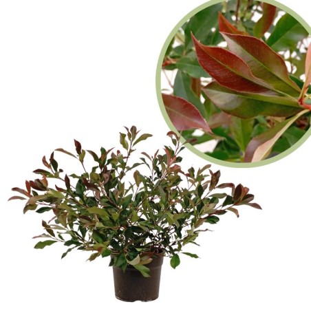 Photinia Fraseri Chico | comprar photinia enana | photinia