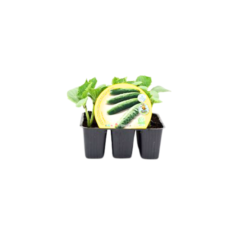 Pepino certificado M.P.S. | pepino negro | hortalizas | comprar pepino