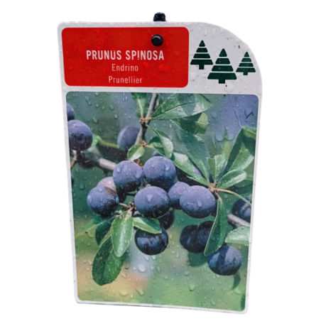 prunus spinosa | endrino pacharan | prunus spinosa endrino pacharan