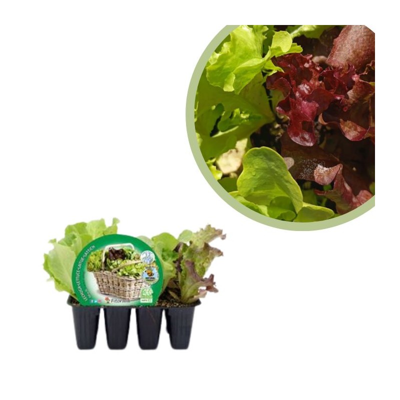 Lechuga mix Certificado M.P.S. | Lechuga mix|