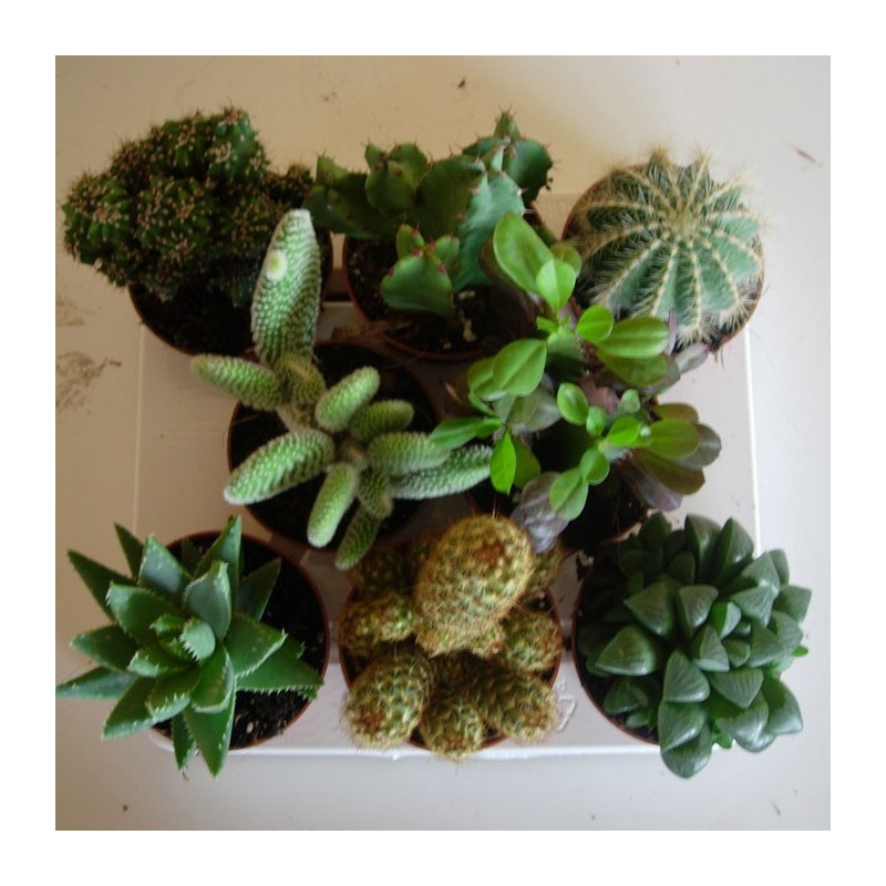 Cactus Variados |crassas