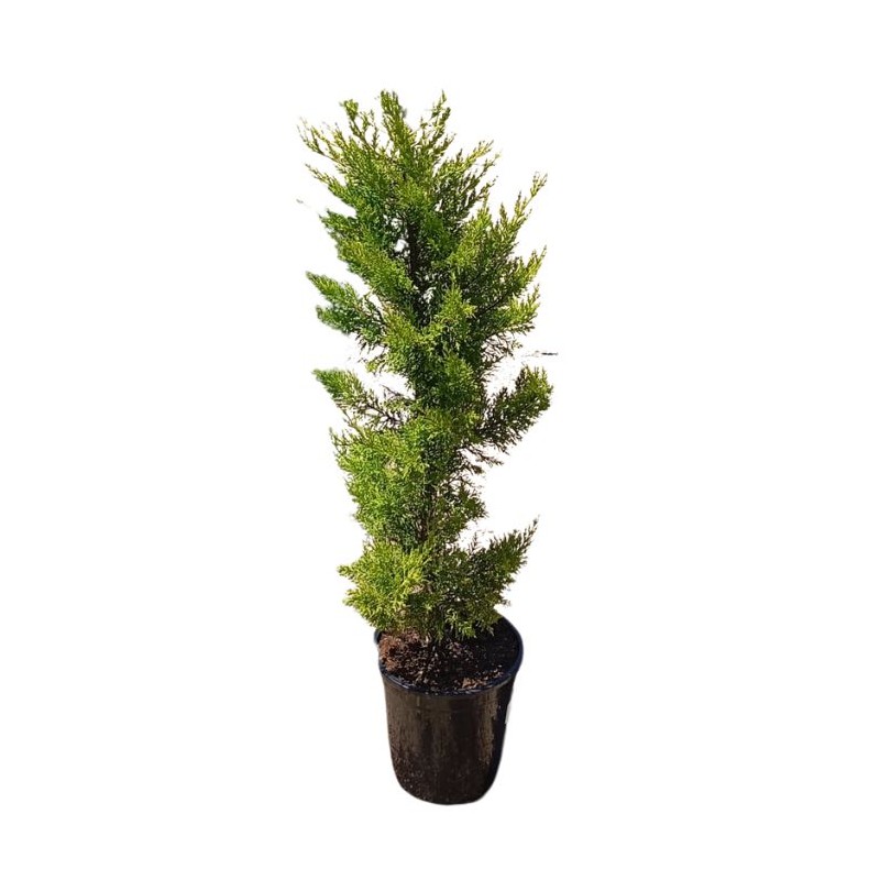 Cipres macrocarpa gold crest| pino de limon |cupresus wilma| goldcrest|