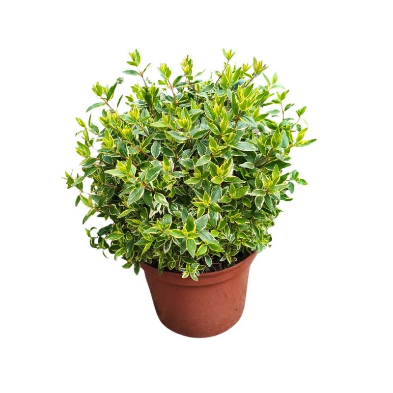 Abelia grandiflora| abelia variegata | abelia grandiflora radiance