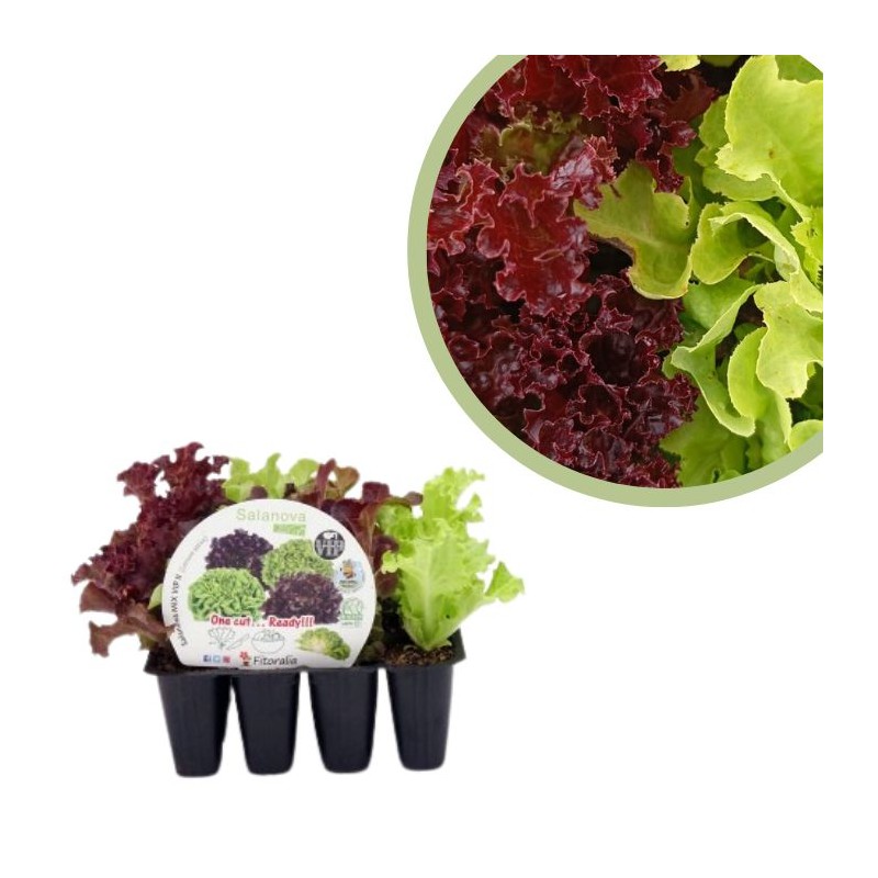 lechugas variadas | lechuga mix | comprar lechugas variadas | salanova