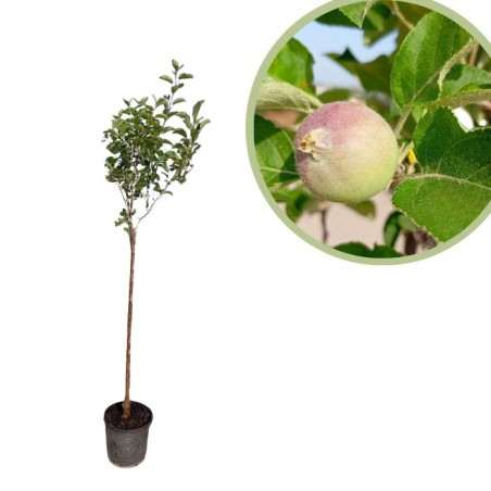 manzano red fuji | manzano fuji | manzana roja | comprar manzano