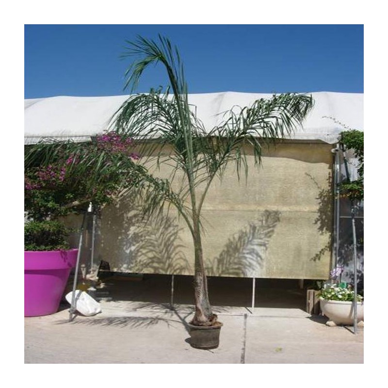 arecastrum romanzoffianum| syagrus romanzoffiana|coco plumoso|cocotero