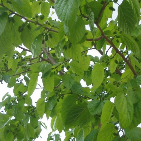 Morus alba | morera alba | morera blanca |comprar moreras con frutos