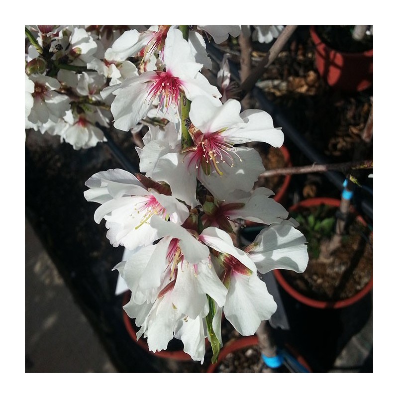 Almendro guara | almendra guara | comprar almendros | viveros frutales